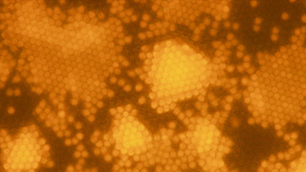 A Colloidal Crystal Model for Controlled Polymorph Selection｜- IMR ...